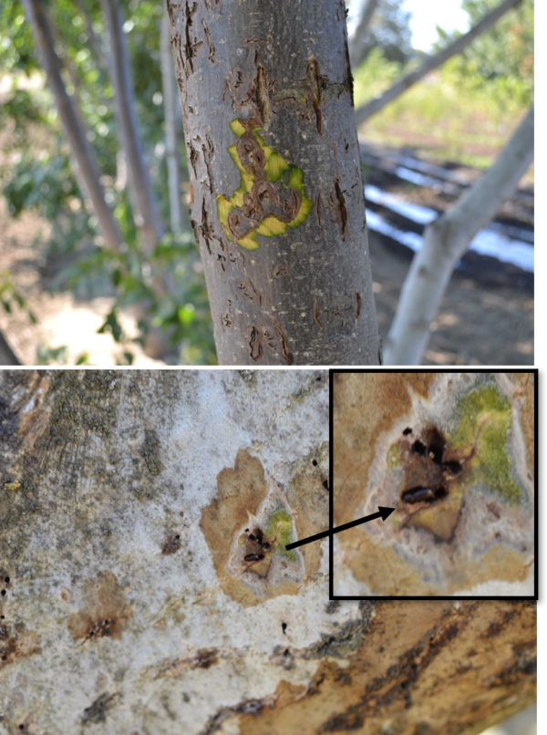 1,000 Cankers Disease: Everything You Need to Know For Walnuts | West ...