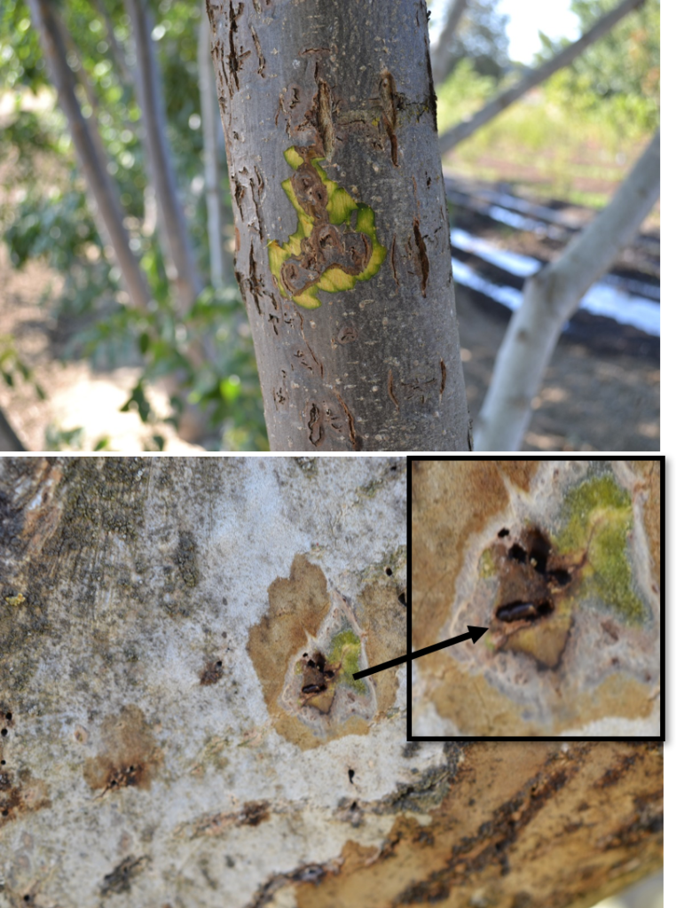 1,000 Cankers Disease: Everything You Need to Know For Walnuts | West ...