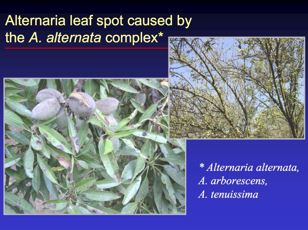 Almond Disease and Control | West Coast Nut