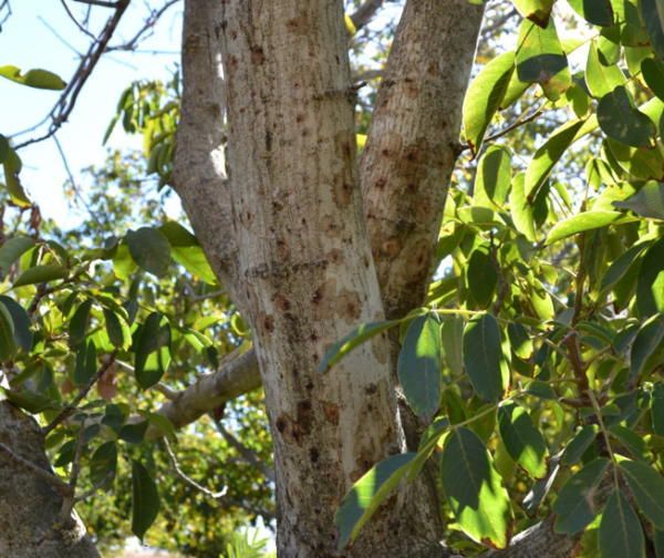 1,000 Cankers Disease: Everything You Need to Know For Walnuts | West ...