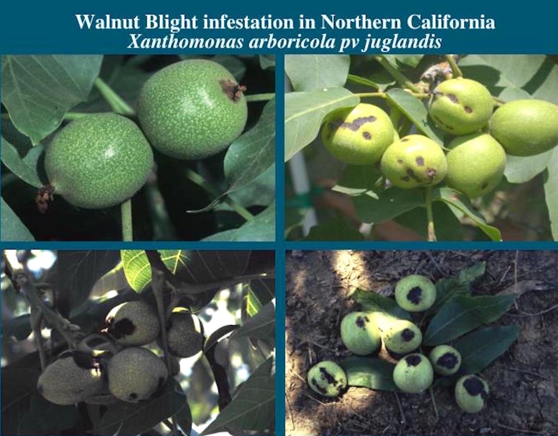 Blight Control in Walnuts | West Coast Nut