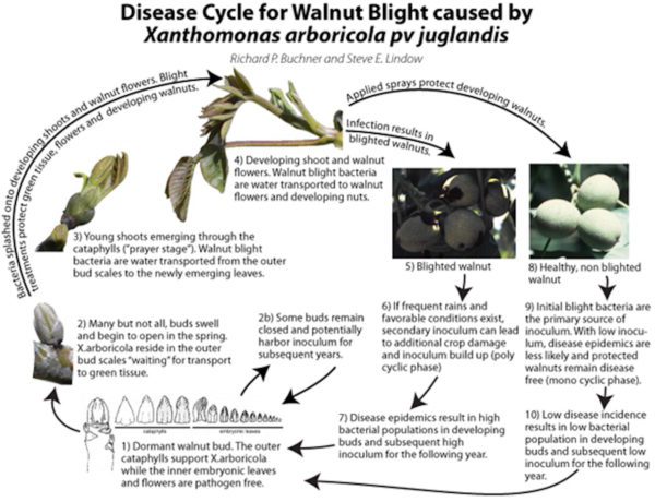 Blight Control in Walnuts | West Coast Nut