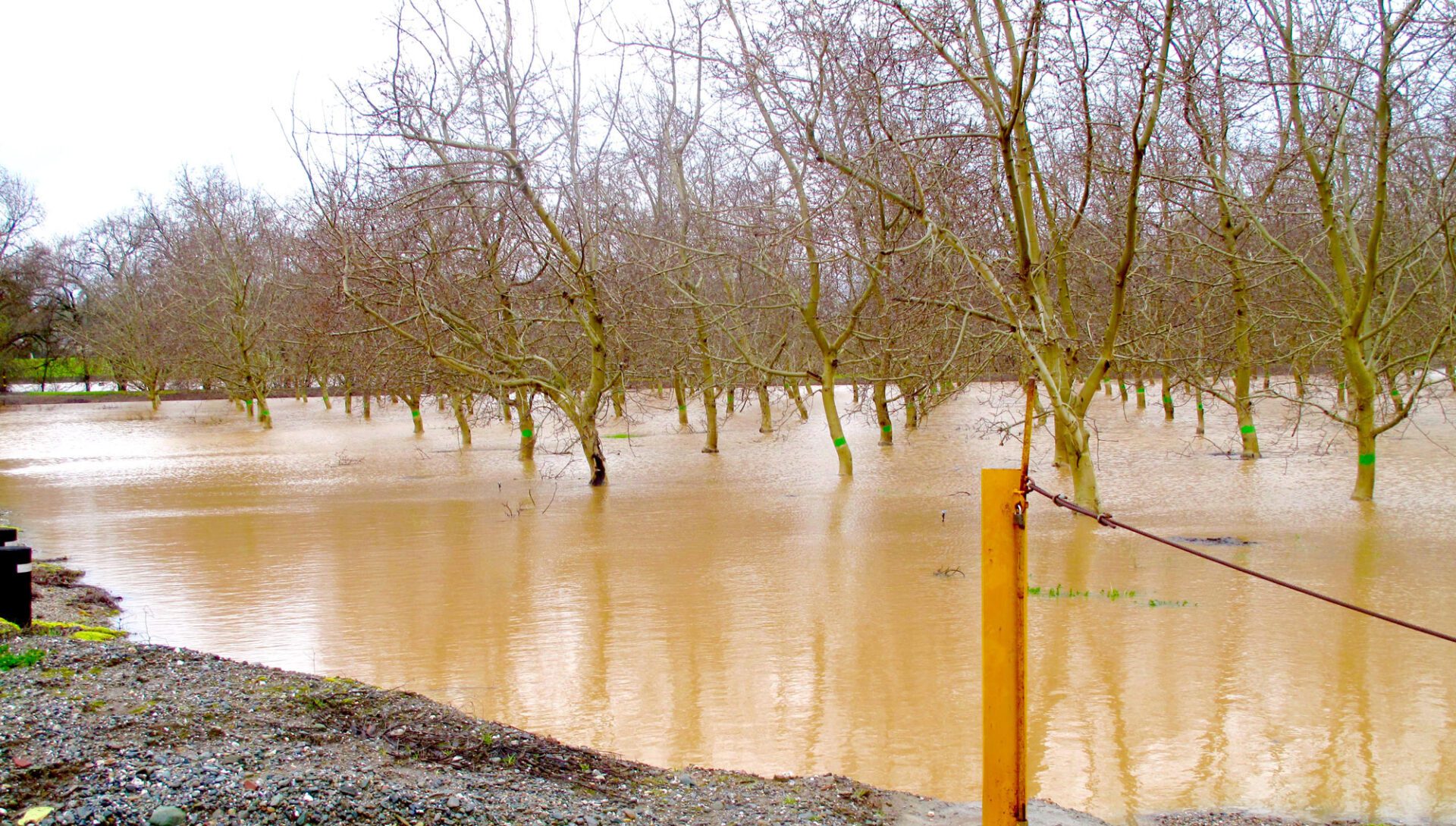 Wet, Cool Spring Impacts Disease, Pests in Orchards | West Coast Nut