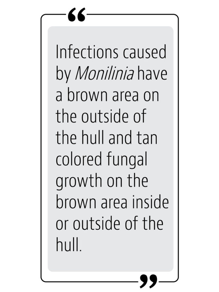 Managing Hull Rot in Almonds | West Coast Nut