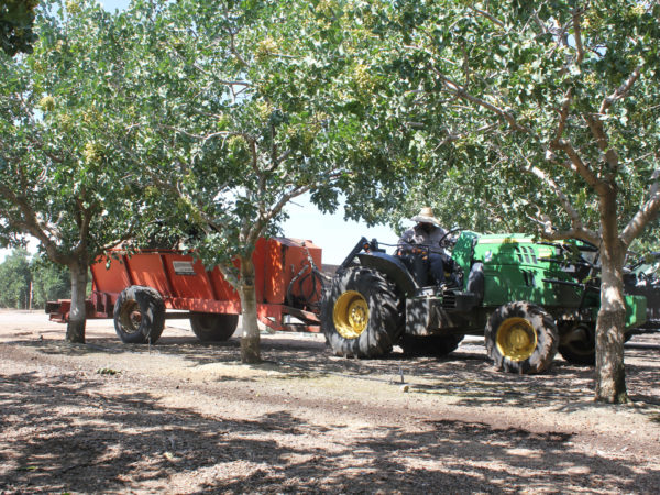 2019 ‘Off’ Year Pistachio Crop Looks Above Average | West Coast Nut