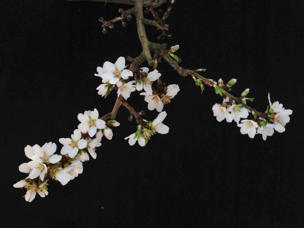 Kester, a Productive Late Bloom Almond Variety from University of ...
