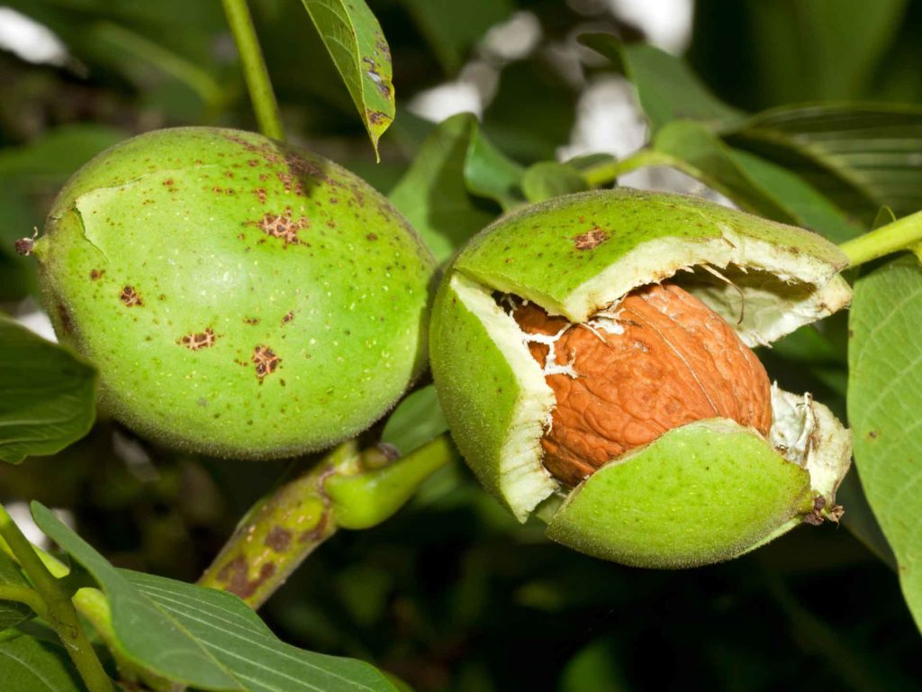 Walnut Pest Management: Navel Orangeworm and Codling Moth | West Coast Nut
