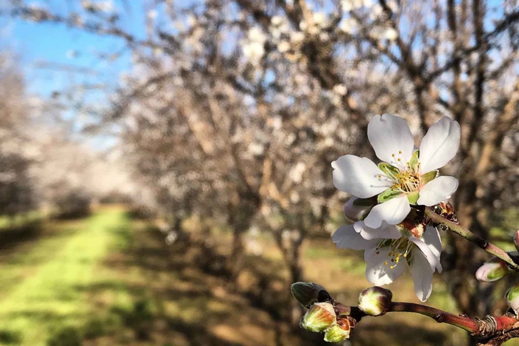Almond Variety Trial Continues | West Coast Nut