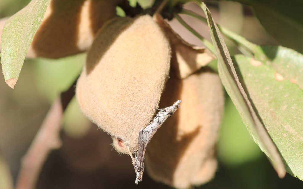 Top Insects Plaguing California | West Coast Nut