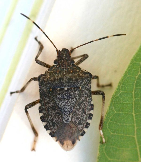 Top Insects Plaguing California | West Coast Nut