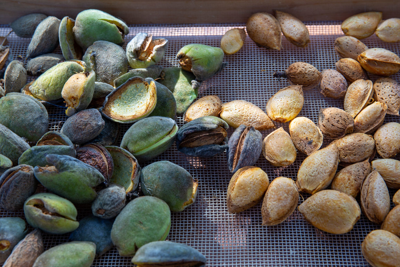 Advanced Harvest Almonds | West Coast Nut