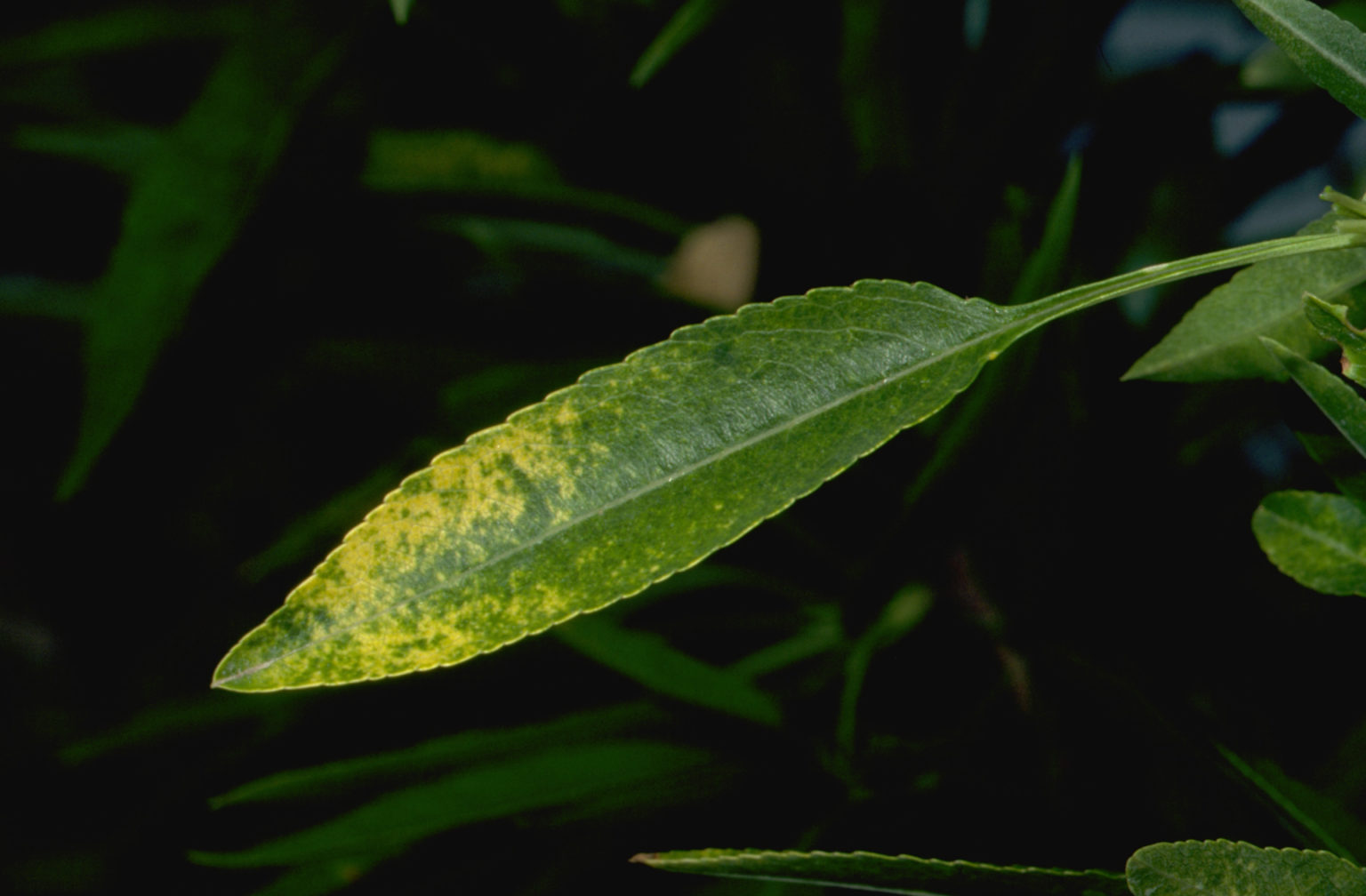 Understanding Almond Disease Vectors and Recognizing Disease Symptoms ...