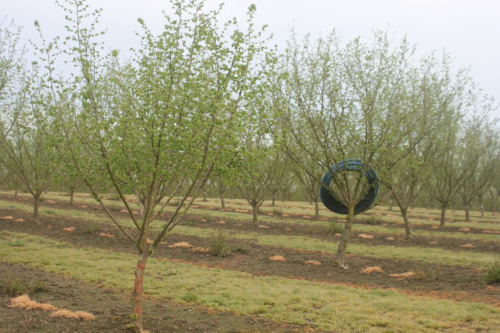 Choosing, Planting and Pruning Hazelnut Pollinizers | West Coast Nut