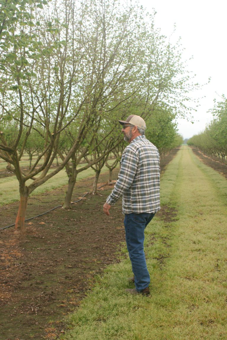 Choosing, Planting and Pruning Hazelnut Pollinizers | West Coast Nut