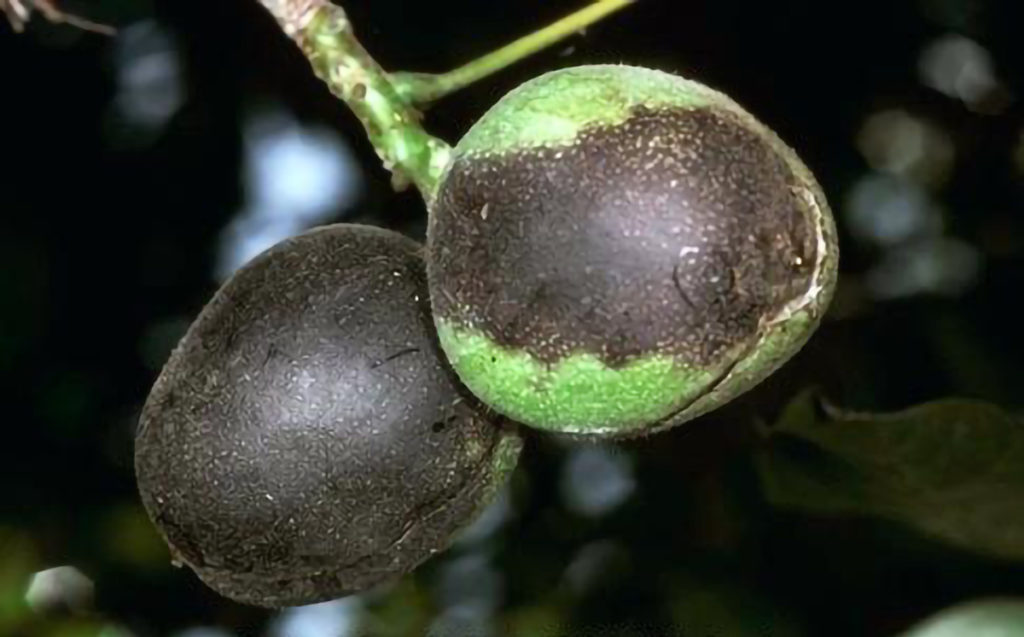 Walnut Husk Fly Trapping Comparison | West Coast Nut