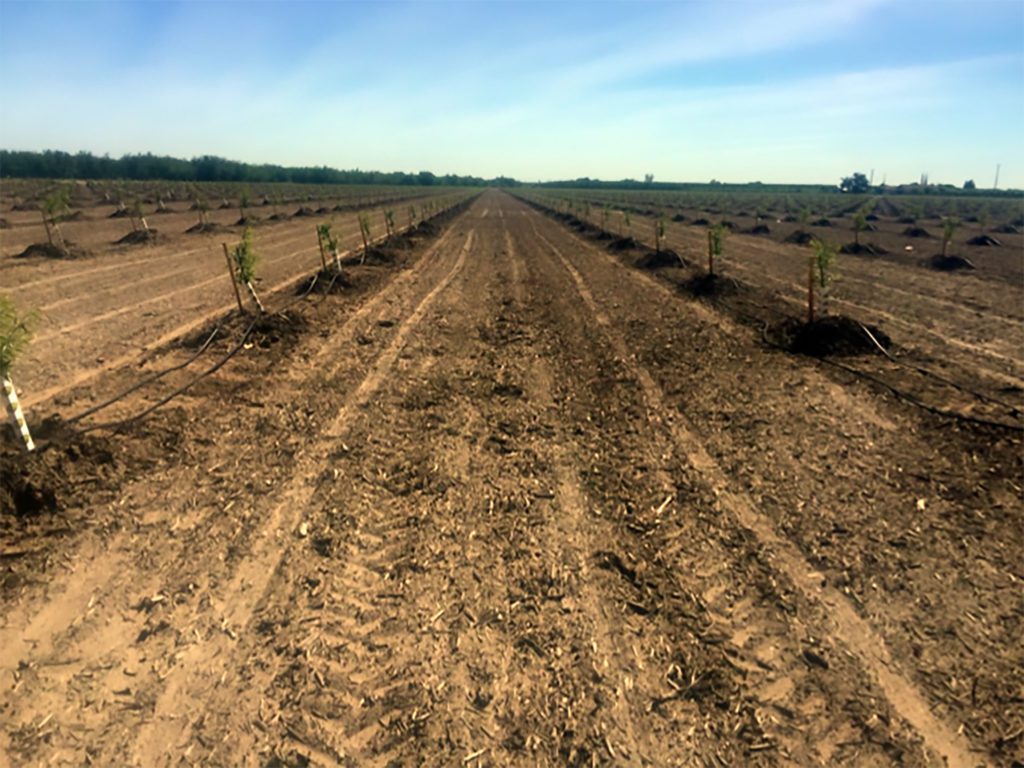Whole Orchard Cover Crops | West Coast Nut