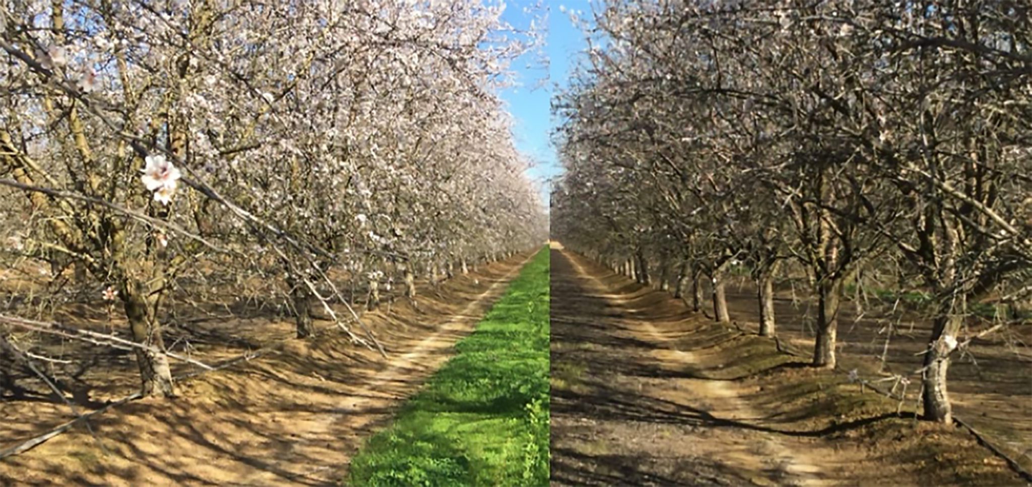 Whole Orchard Cover Crops | West Coast Nut