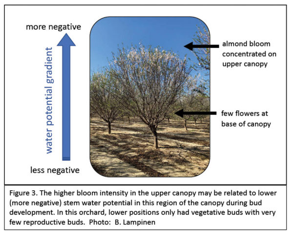 Almond Bloom Intensity | West Coast Nut