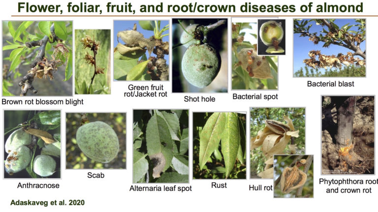 Almond Flower, Foliar, and Fruit Diseases and Their Management | West ...