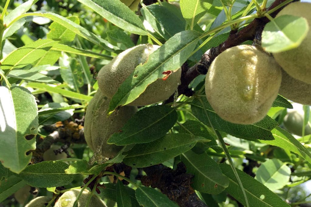 Brown Marmorated Stink Bug Emerging as Significant Pest in Almonds ...