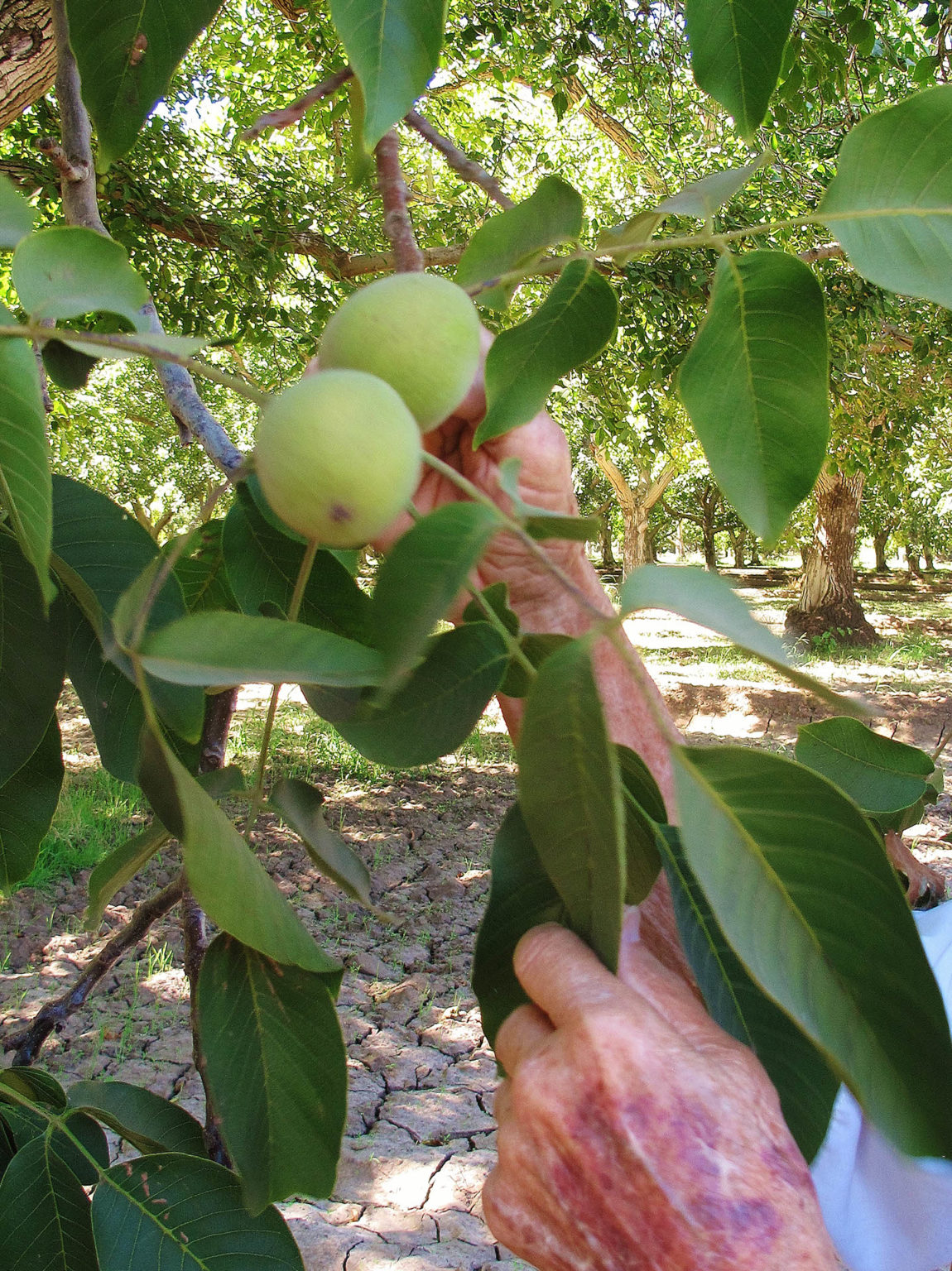 Training Young Walnut Trees | West Coast Nut