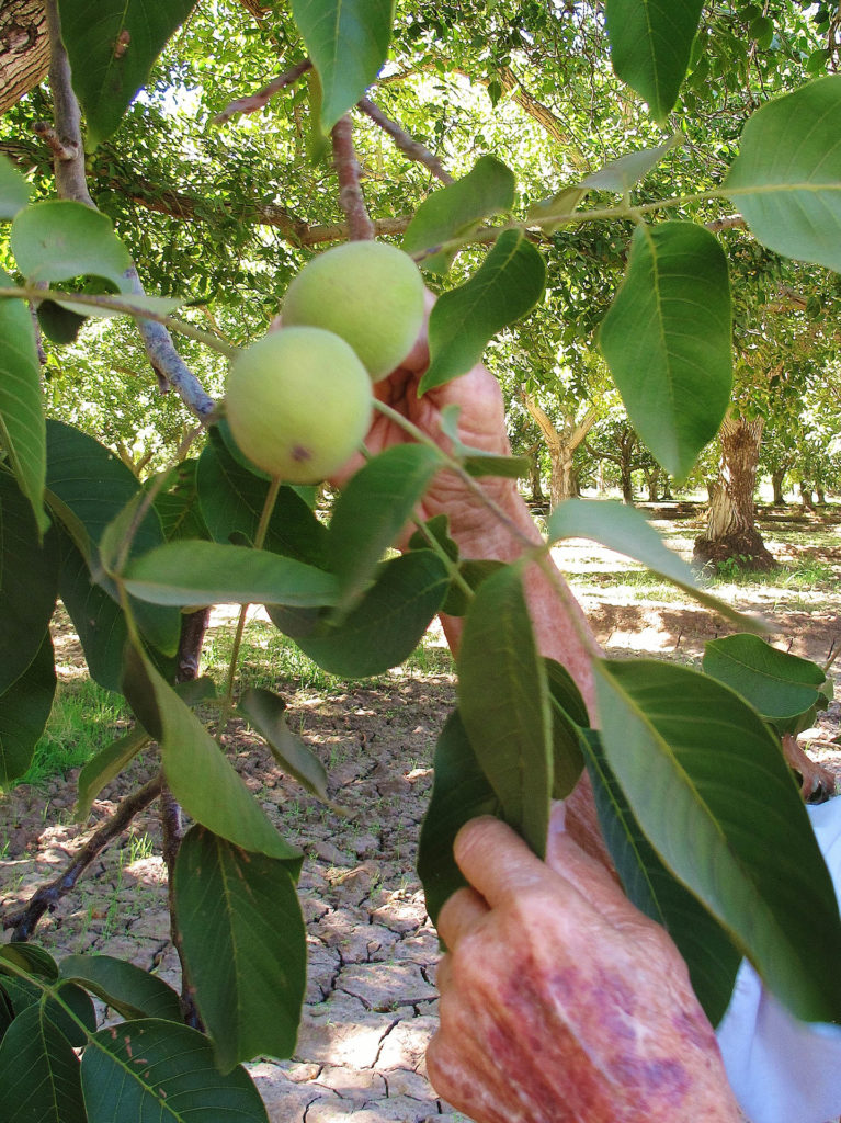 Training Young Walnut Trees | West Coast Nut