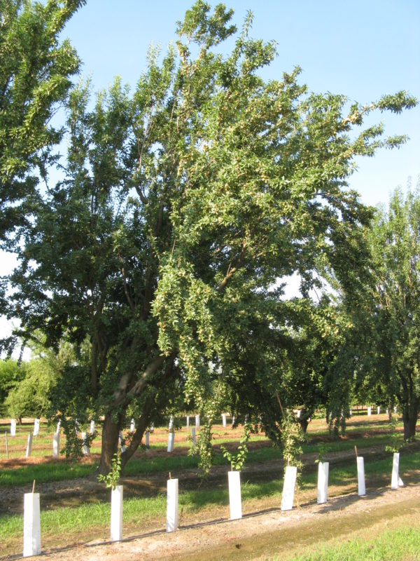 Self-Fertile Almonds Gain in Popularity | West Coast Nut