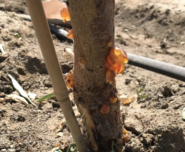 Resurgence of Perennial Phytophthora Canker Disease of Almonds | West ...