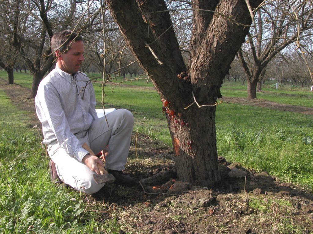 Resurgence of Perennial Phytophthora Canker Disease of Almonds | West ...
