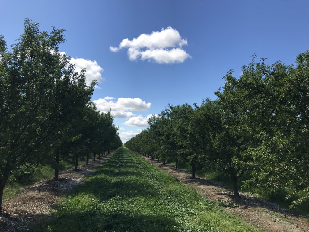 Benefits of Cover Crops in Nut Orchards Depend on Site and Region ...