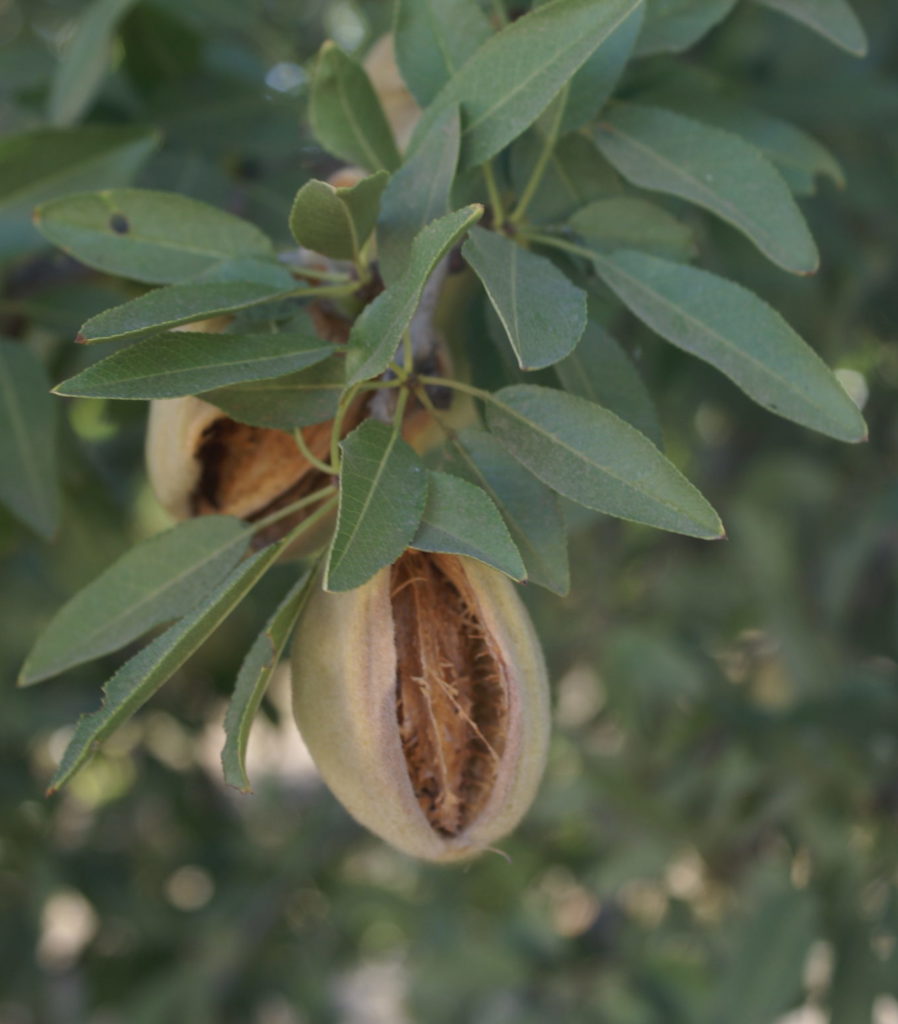 Hullsplit Logistics | West Coast Nut