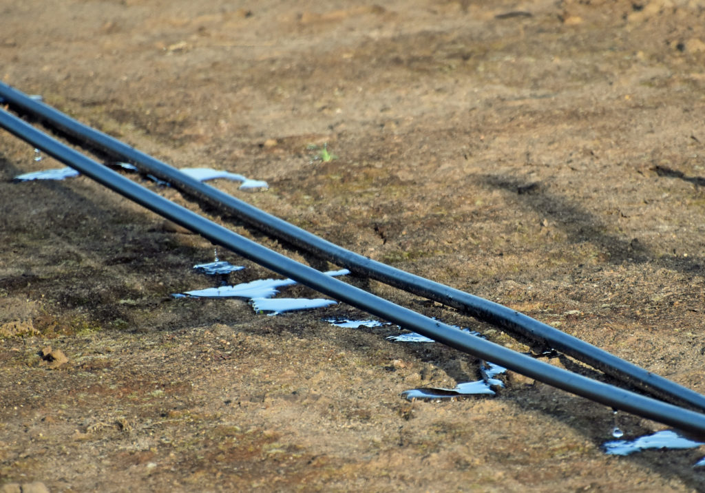 The “Four Rs” for Nitrogen Efficiency | West Coast Nut