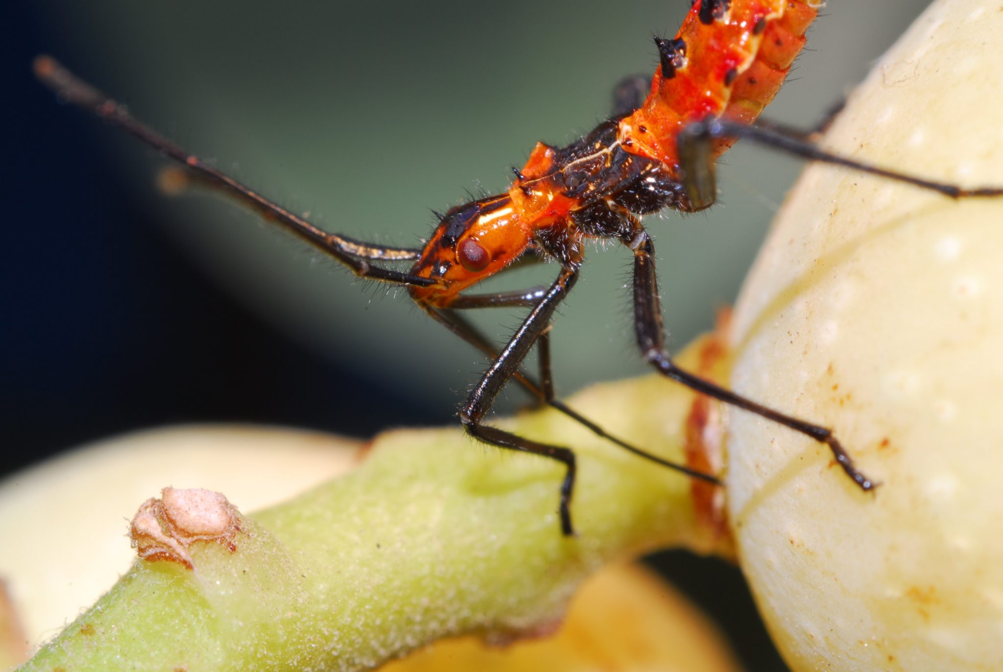 Science-Based Approach to Plant Bug Control | West Coast Nut