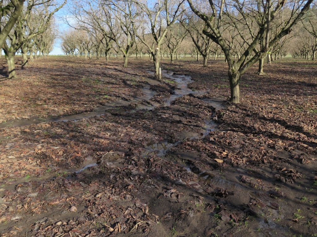 Cover Crops Catching on in Hazelnuts | West Coast Nut