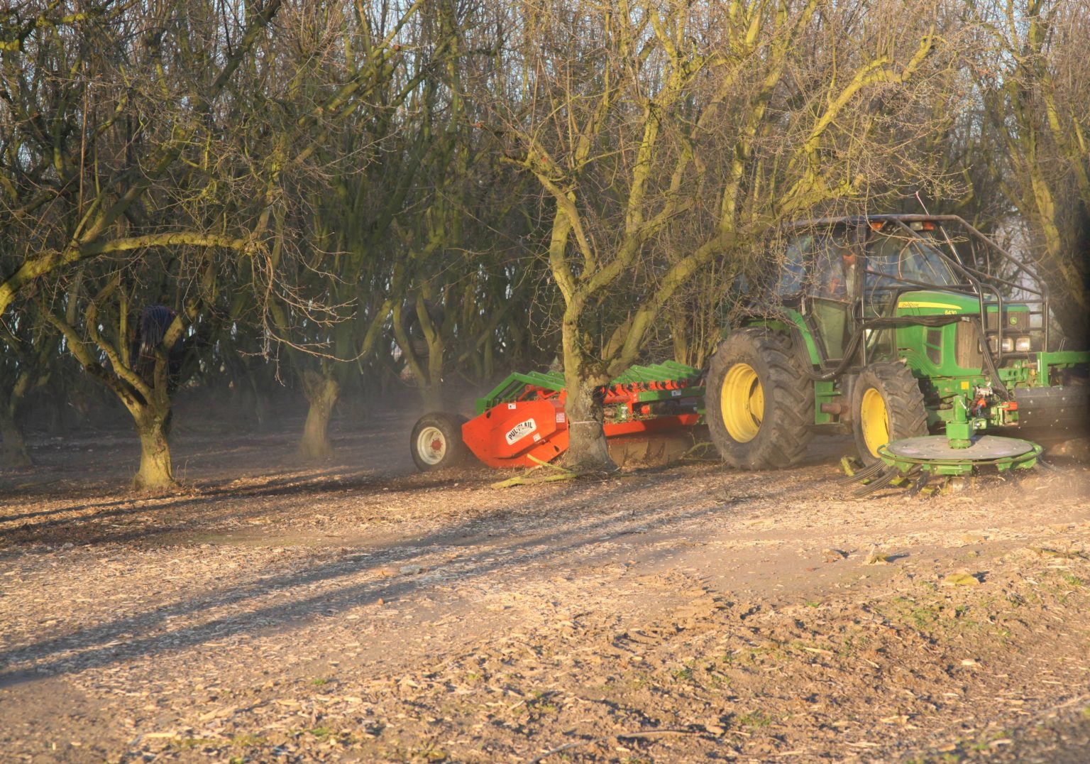 Training and Pruning Basics for Hazelnut Trees | West Coast Nut