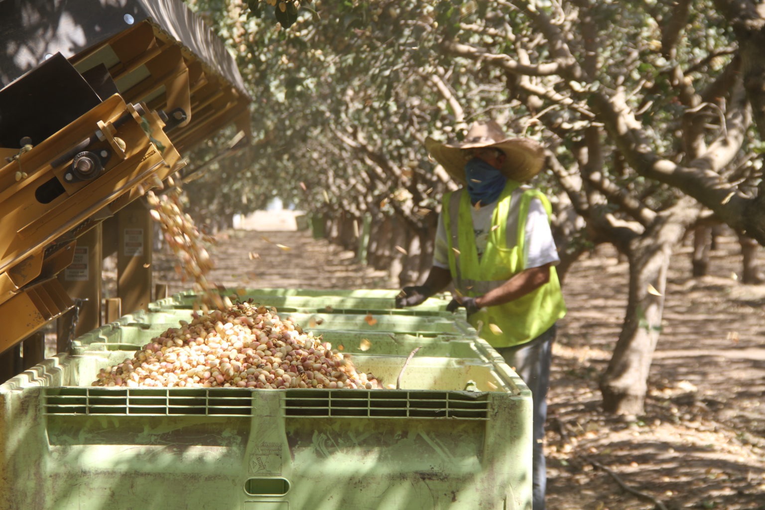 Preparing for Pistachio Harvest | West Coast Nut
