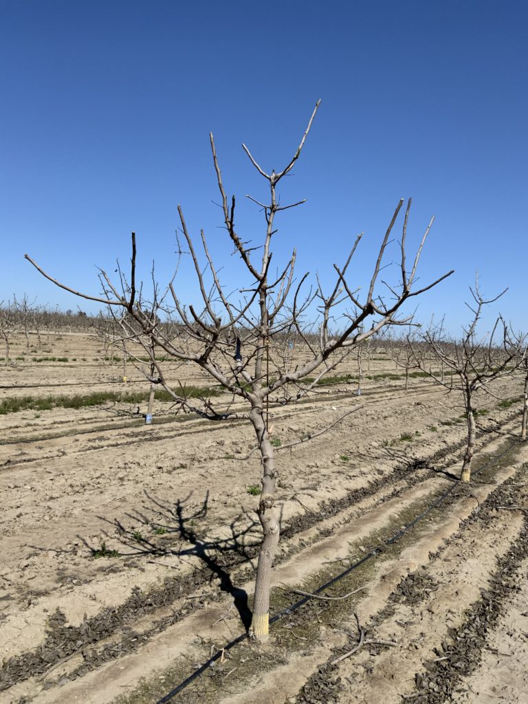 Cutting to the Chase in Pistachio Pruning | West Coast Nut