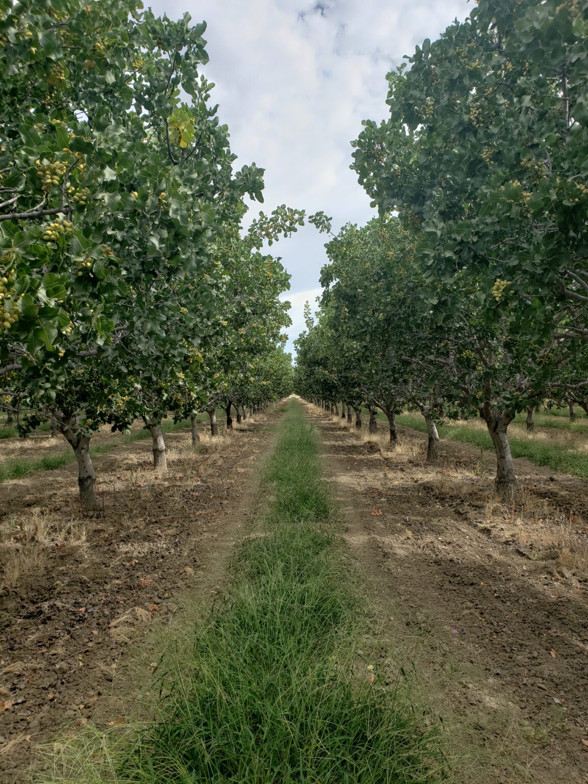 Organic Pistachio Production at Nichols Farms | West Coast Nut