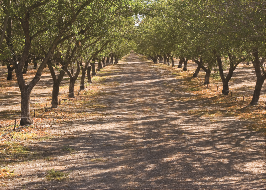 Overview of Biostimulants in Permanent Crops | West Coast Nut
