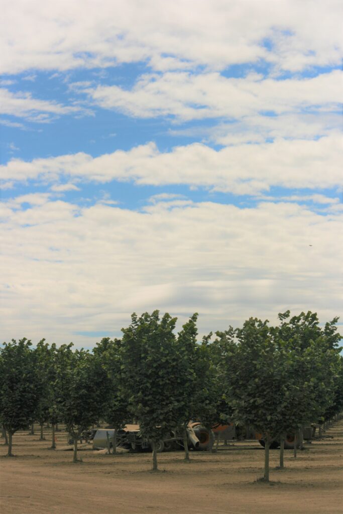 A Look at Newer Hazelnut Varieties | West Coast Nut