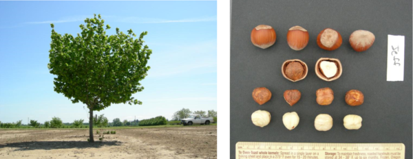 A Look at Newer Hazelnut Varieties | West Coast Nut