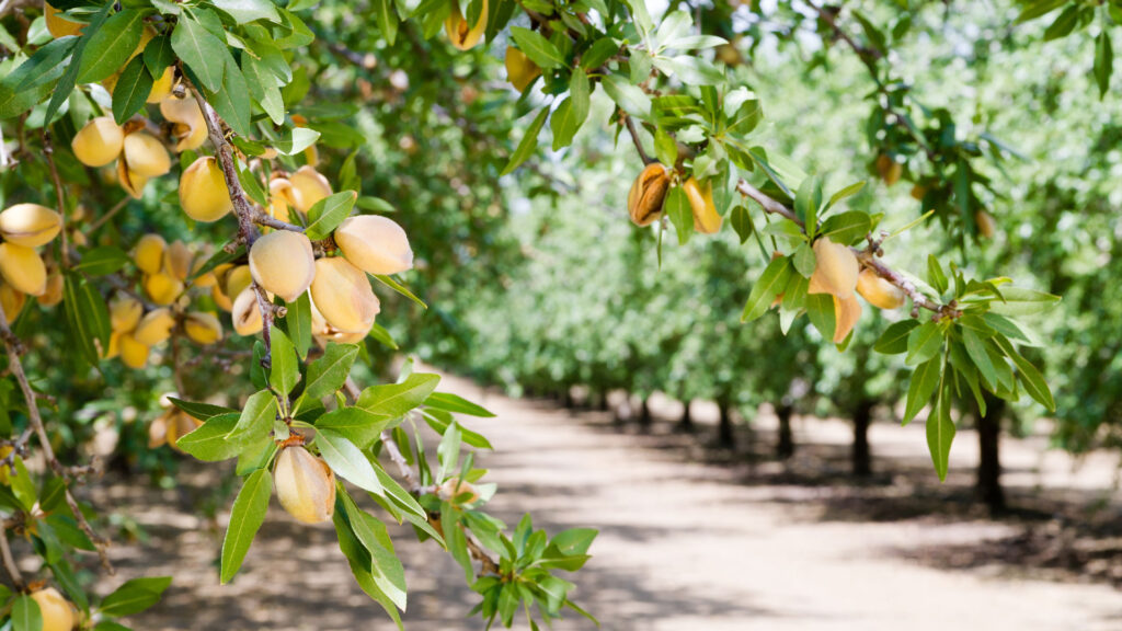 Postharvest Nutrition in Tree Nut Crops | West Coast Nut