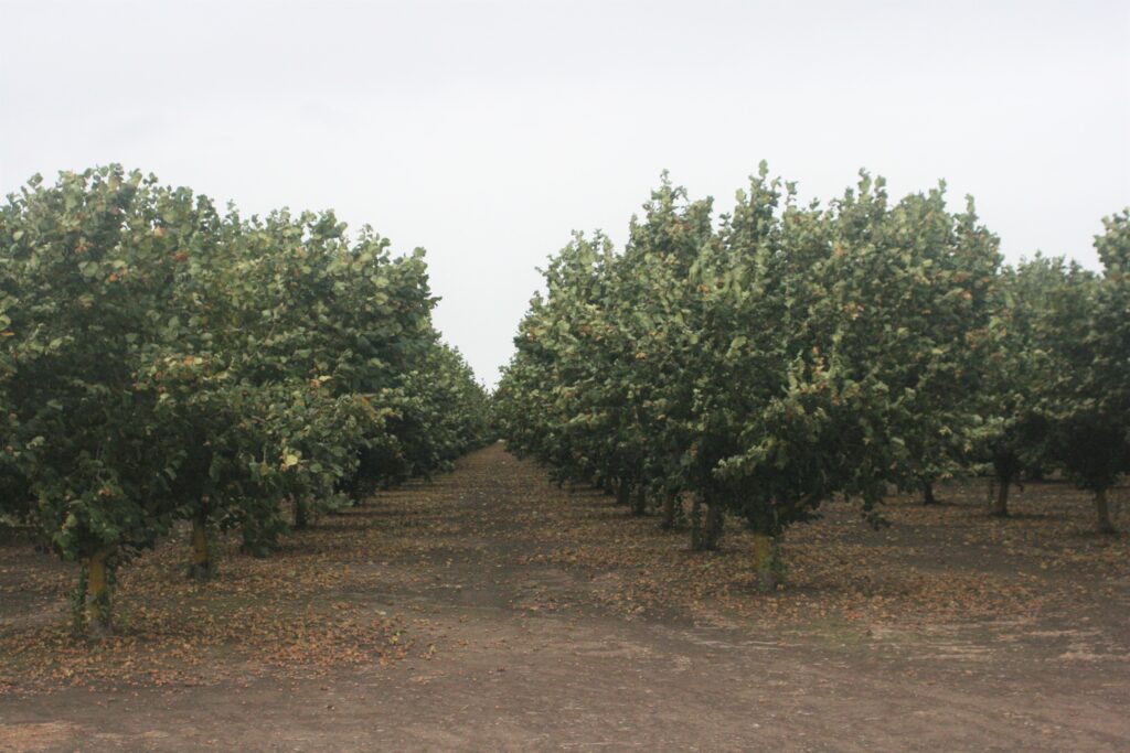 Updating Hazelnut Nutrition Guidelines for New Varieties | West Coast Nut