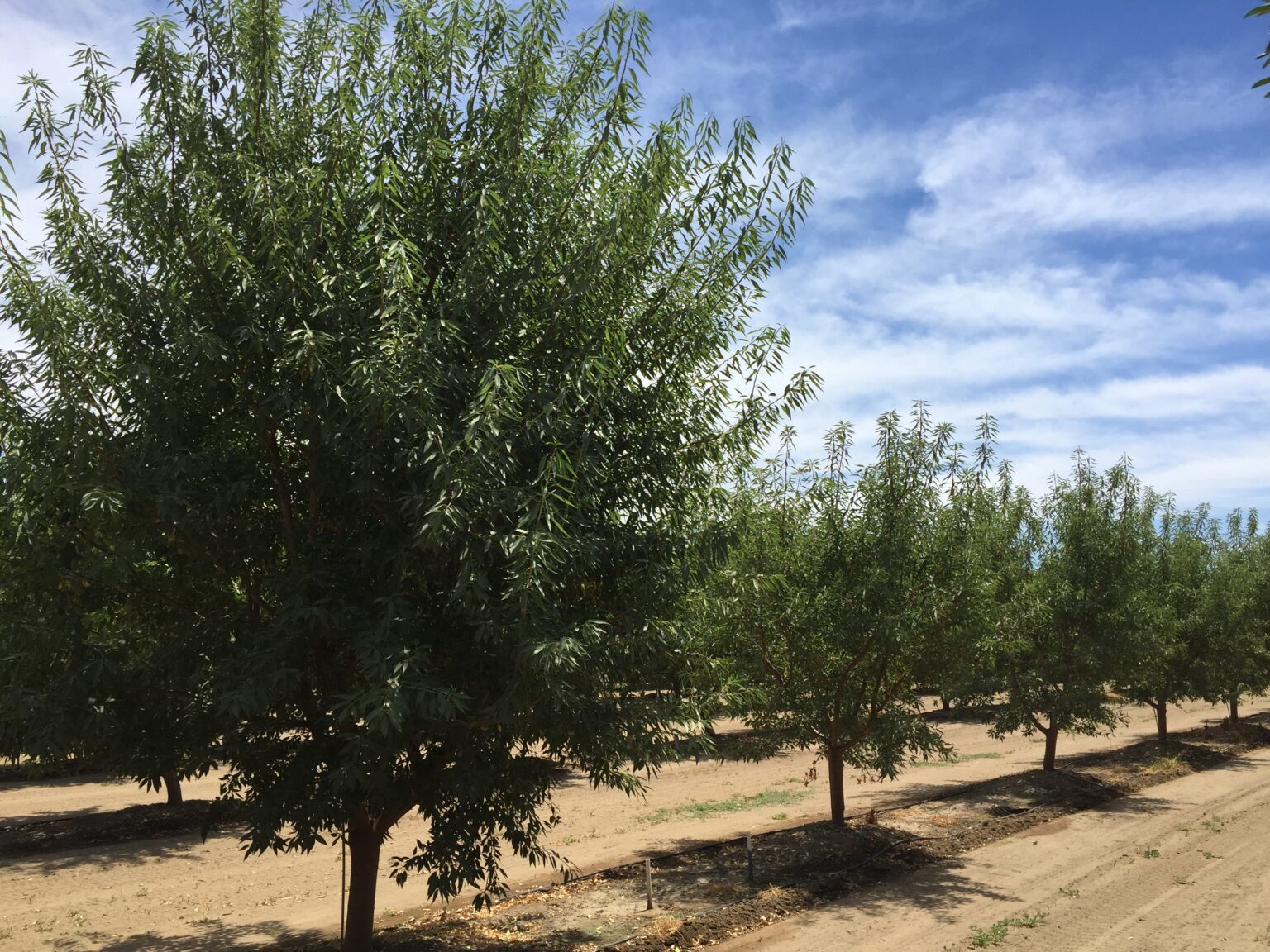 Consider Alternative Rootstocks for a More Profitable Almond Orchard ...