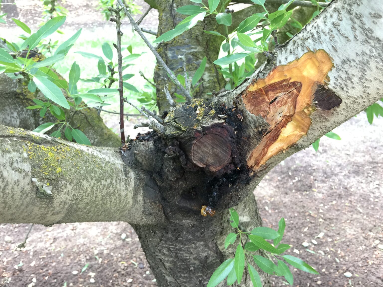 Main Fungal Canker Diseases Affecting California Almonds | West Coast Nut