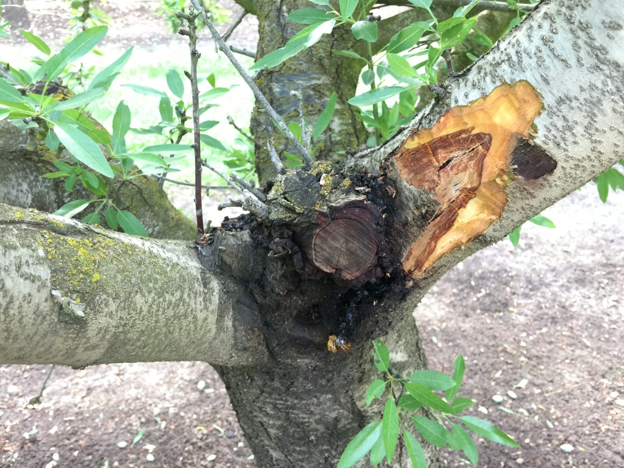 Main Fungal Canker Diseases Affecting California Almonds | West Coast Nut