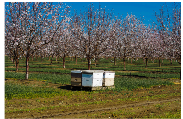 2021 Almond Pollination Outlook: Economic Outlook and Other ...