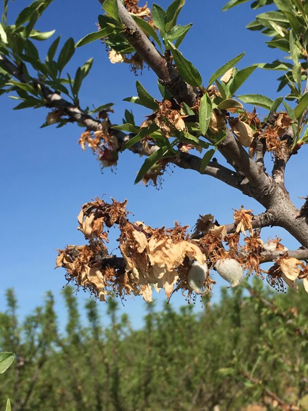 Bacterial Blast in Almond | West Coast Nut