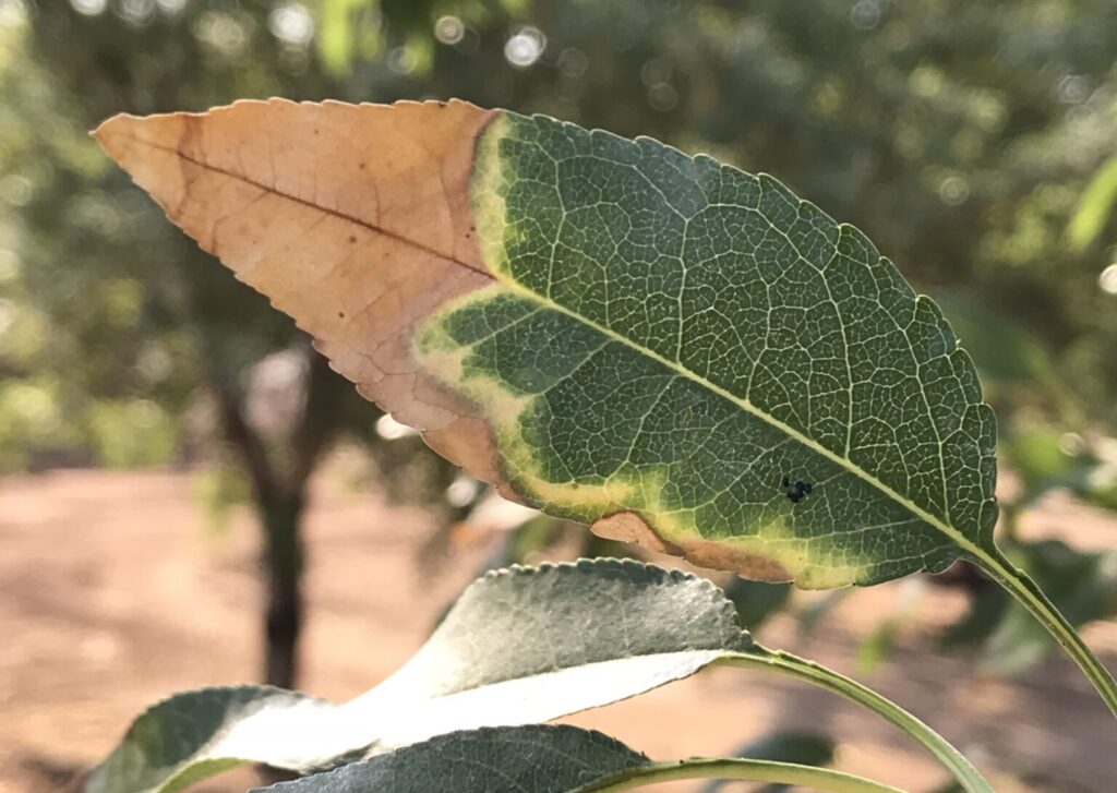 Almond Leaf Scorch on the Rise in Parts of California | West Coast Nut