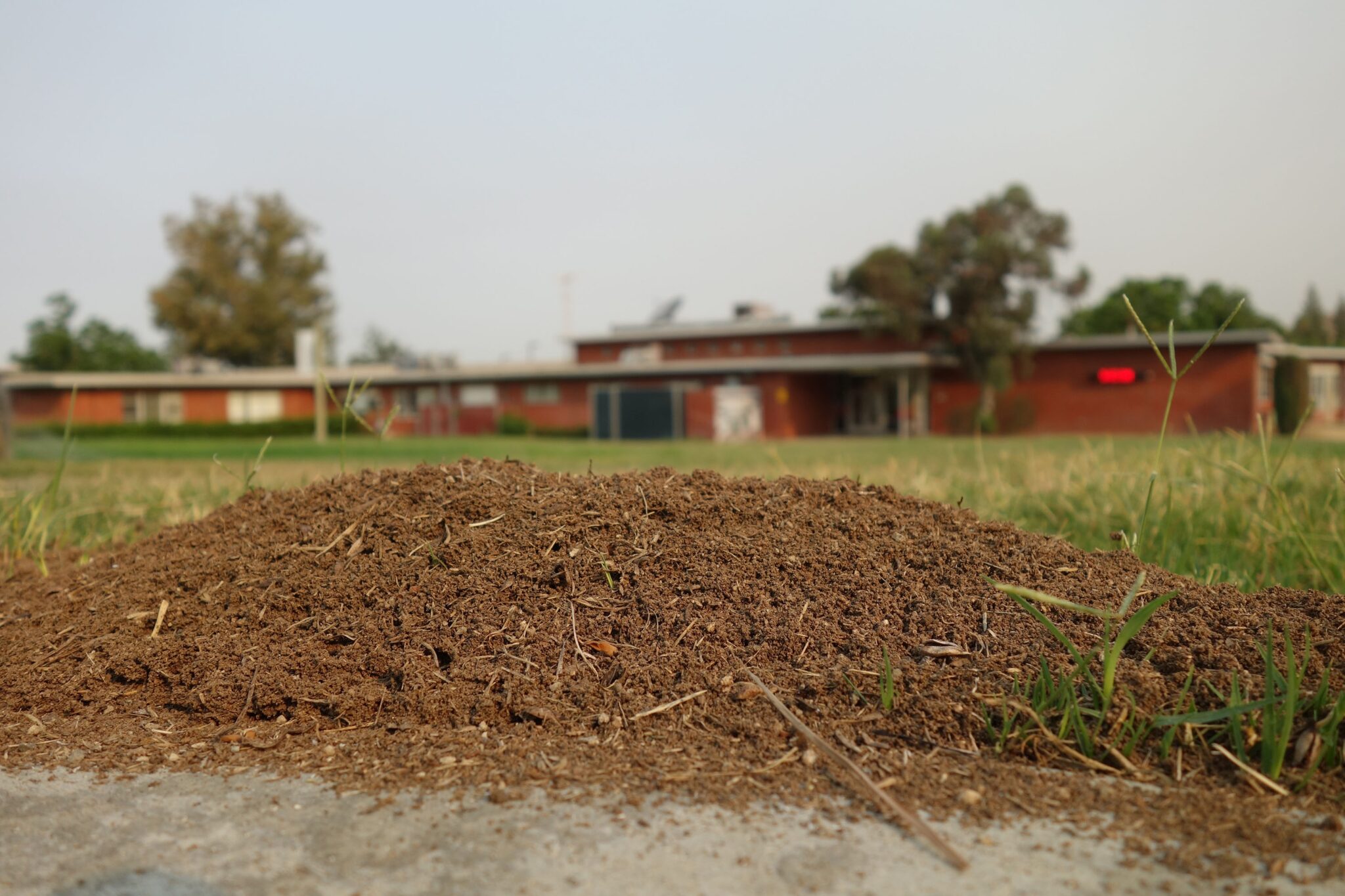 Be Aggressive with Red Imported Fire Ants | West Coast Nut